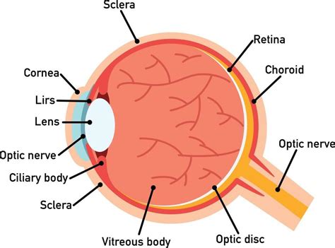 Eye Diagram Vector Art Icons And Graphics For Free Download