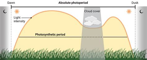 강석기의 과학카페 식물이 잘 자라려면 오후에 강한 빛 있어야