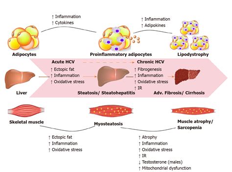 Hepatitis C Hepatitis C Ansteckung Symptome Therapie Vitanet De Over