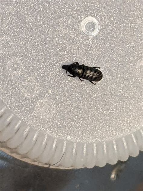 Found In My Sheets Please Dont Be A Beg Bug R Whatsthisbug