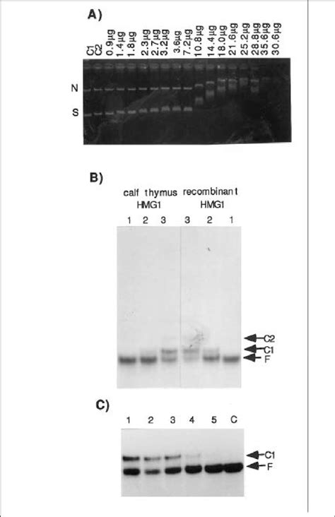Dna Binding Properties Of Recombinant Hmg1 A Binding To Supercoiled Download Scientific