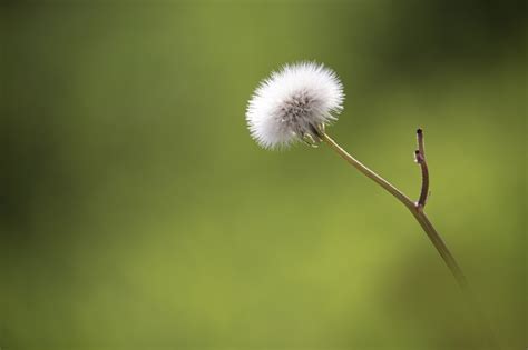 Flower Dandelion Blossom Free Photo On Pixabay