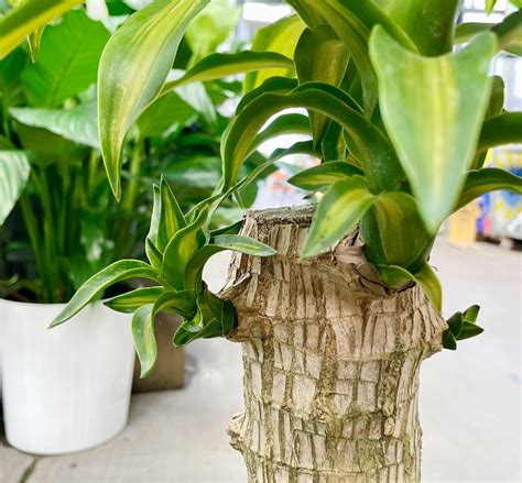 Corn Plants Information New Discovery Unlocks Information On Plant