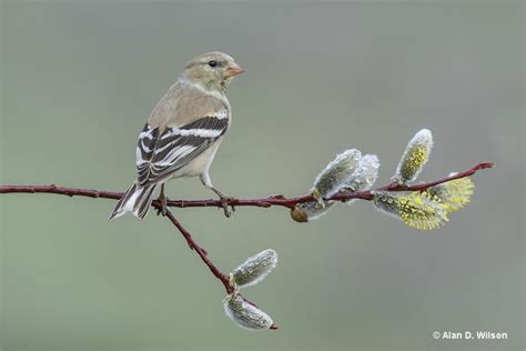Female Goldfinch Identification Lifecycle And More