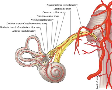 Vestibulocochlear Nerve Model Human Anatomy Lab Peripheral Nervous