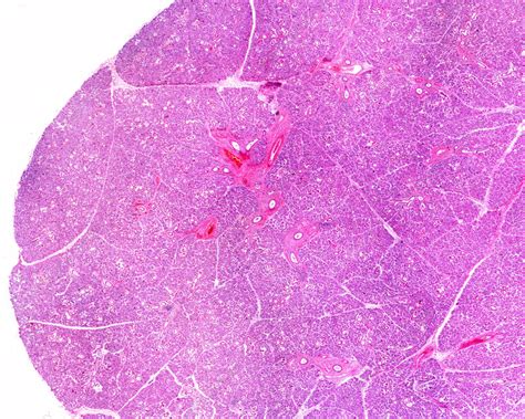 Human Submandibular Gland Light Micrograph Stock Image C0567682