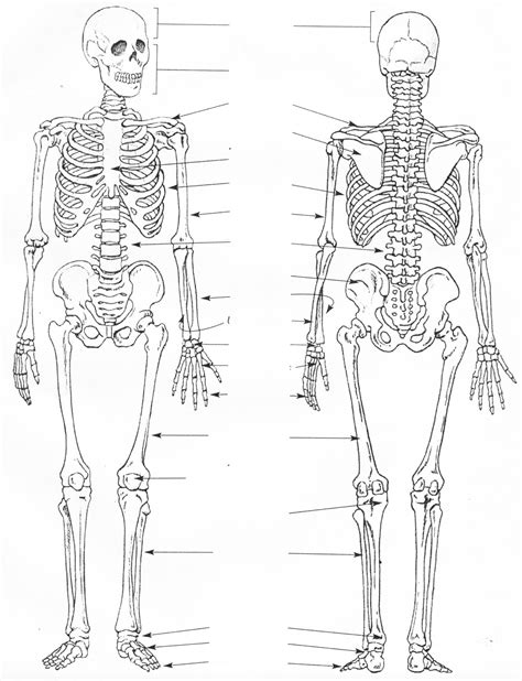 Desenho Dos Ossos Do Corpo Humano