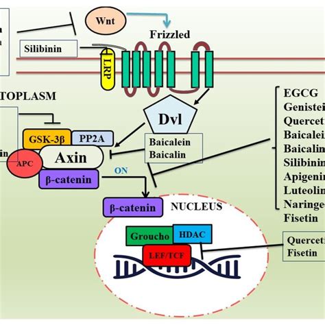 Wntβ Catenin Signaling Pathway In Tumor Progression The Download