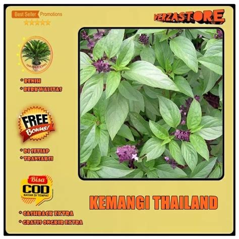 Jual Biji Benih Bibit Tanaman Kemangi Thailand 50 Biji Shopee Indonesia