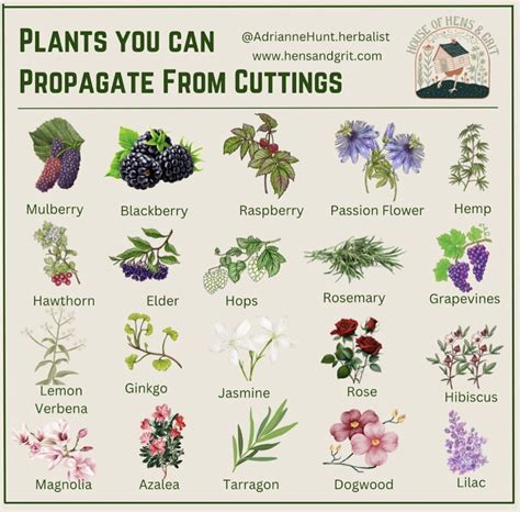 Common Weed Identification Guide Artofit