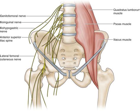 Percutaneous Peripheral Nerve And Field Stimulation Anesthesia Key