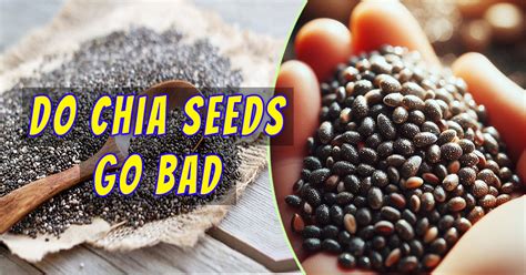 Do Chia Seeds Go Bad 7 Things You Need To Know About Shelf Life And