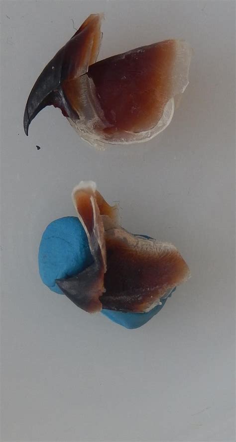 Teuthowenia Megalops Teuthowenia Megalops Náttúrufræðistofnun Íslands