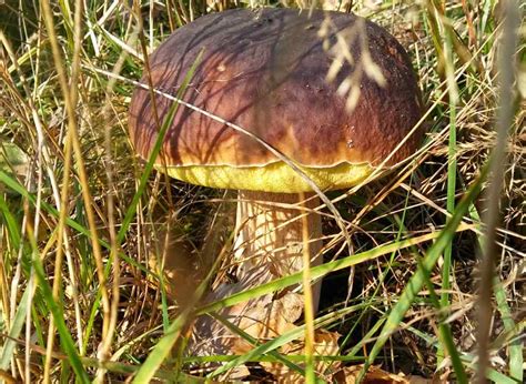 Konwencja Berneńska przetłumaczone rekomendacje Sozosfera ochrona