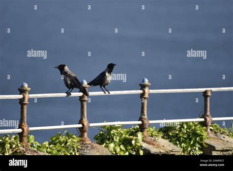 Pair Of Hooded Crows Corvus Cornix Standing Back To Back On Railings