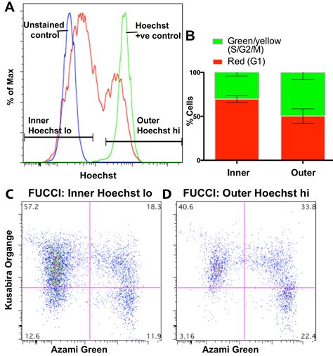 Imaging And Flow Cytometry Based Analysis Of Cell Position And The Cell Cycle In D Melanoma