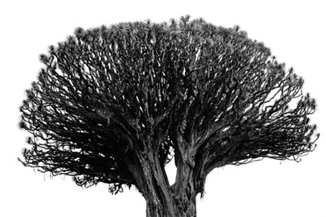 Preorder Traversal A Step By Step Guide