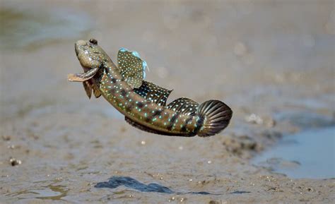 Evolution Archives Critter Science