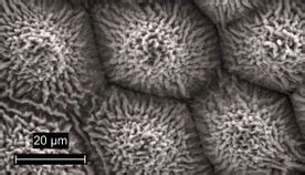 Institute IMX STI Babe Of Engineering EPFL