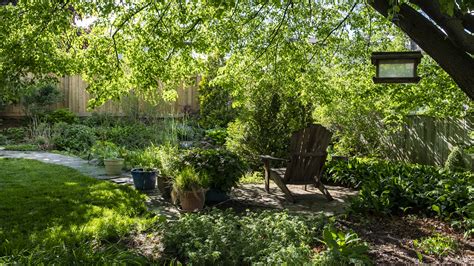 Drought Tolerant Shade Plants 8 Plants For Tricky Areas Homes And