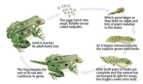 Simple Life Cycle Of Frog Diagram