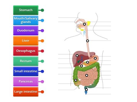 Label The Digestive System Labelled Diagram