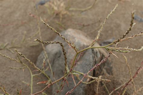 Corispermum Hyssopifolium From Enbekshikazakhskiy Almaty Kazakhstan