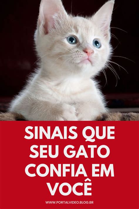 10 sinais que seu gato confia em você in 2024