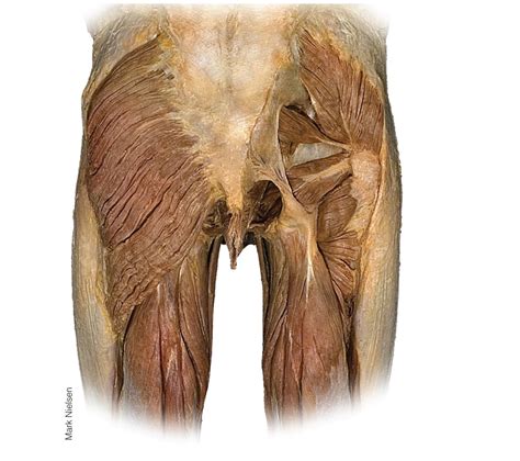 Muscle Of The Thigh Posterior Cadaver Diagram Quizlet