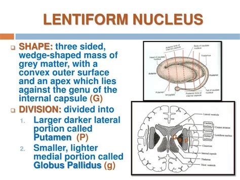 Ppt Basal Ganglia Powerpoint Presentation Id2147155