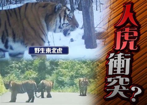境內野生東北虎約60隻 分布區繼續擴大｜即時新聞｜兩岸｜oncc東網