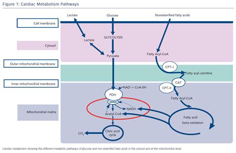 Figure 1 Cardiac Metabolism Pathways Radcliffe Cardiology