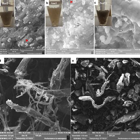 Characteristic Beads Observed Inside The Fermentation Broth After