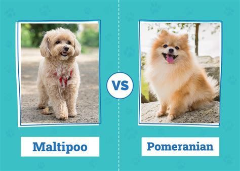 Maltipoo Vs Pomeranian How Do They Compare With Pictures Dogster