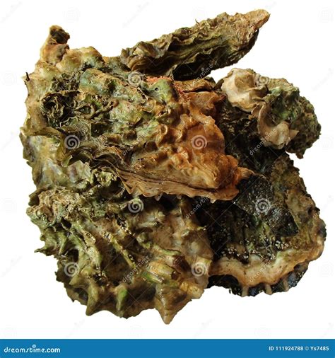 Vivo De Los Gigas De La Crassostrea De Las Ostras Aislado En El Fondo