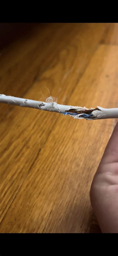 Bunny Chewed Up Ethernet Cable Is It Salvageable R Electrical
