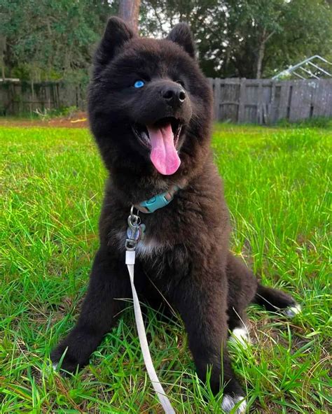 20 Siberian Husky Colors Markings And Patterns With Pictures