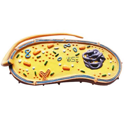 Pathogenic Bacteria Model Manufacturers Supplier And Exporters In India