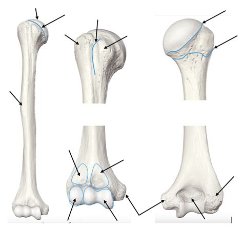 Humerus Diagram Quizlet