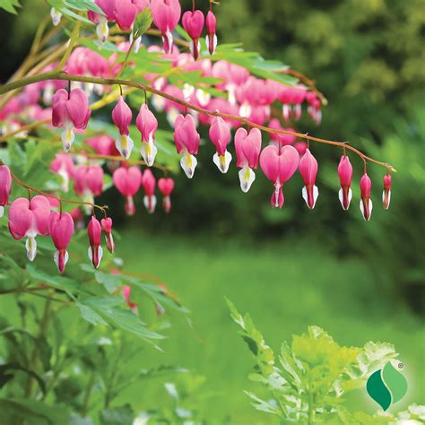 Dicentra Spectabilis Old Fashioned Bleeding Heart Degroot