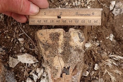 Femur And Phalange Fossil Id The Fossil Forum