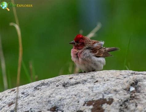 Cassins Finch Haemorhous Cassinii Characteristics Facts