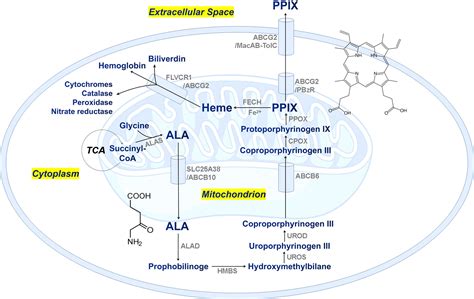 Frontiers A New Technique Of Quantifying Protoporphyrin Ix In