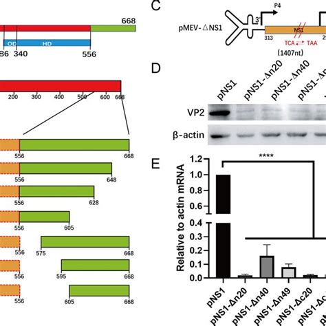 Deletion Analysis Of The C Terminal Of Ns1 Protein Revealed A Critical
