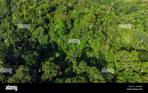 Dense Tropical Rainforest In Sumatra Indonesia Showcasing Rich Biodiversity And Lush Greenery