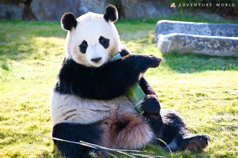 アドベンチャーワールド｜スポット｜和歌山県公式観光サイト