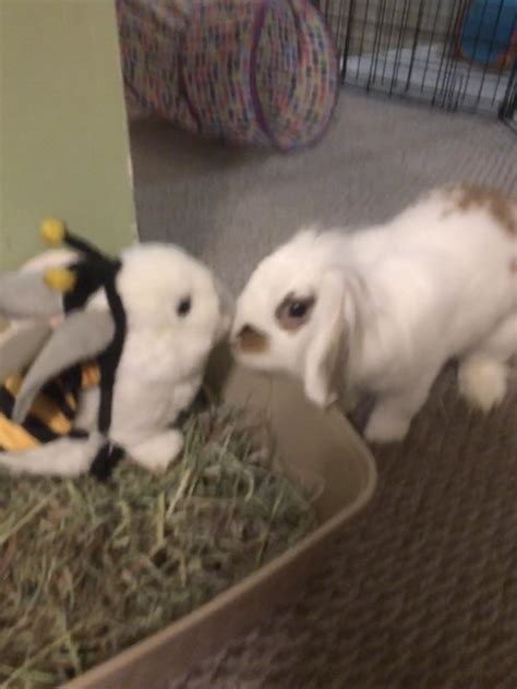 We Got Our Buns Costumes But They Of Course Said No So We Just Put Them