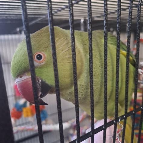 Bluey Is Finally Getting His Ring Just Before His Second Estimated