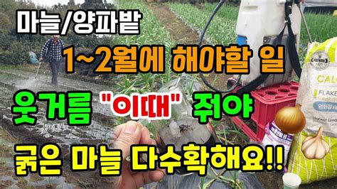 마늘양파밭 1~2월에 해야할일 마늘웃거름은 이때 줘야 굵은 마늘 다수확합니다 벌마늘스폰지마늘 발생원인과 해결방법 Youtube
