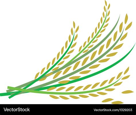 Rice Design Royalty Free Vector Image Vectorstock